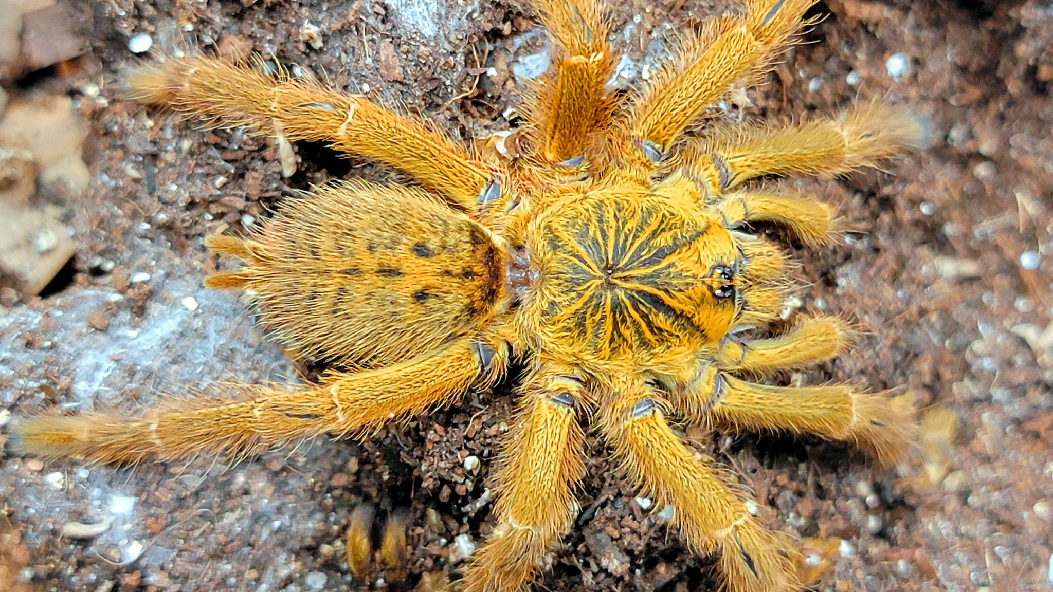 Old Word vs. New World Tarantulas | Tom's Big Spiders