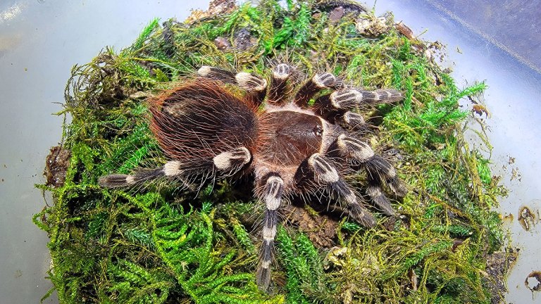 10 Great Tarantula Species to Raise as First ‘Slings | Tom's Big Spiders