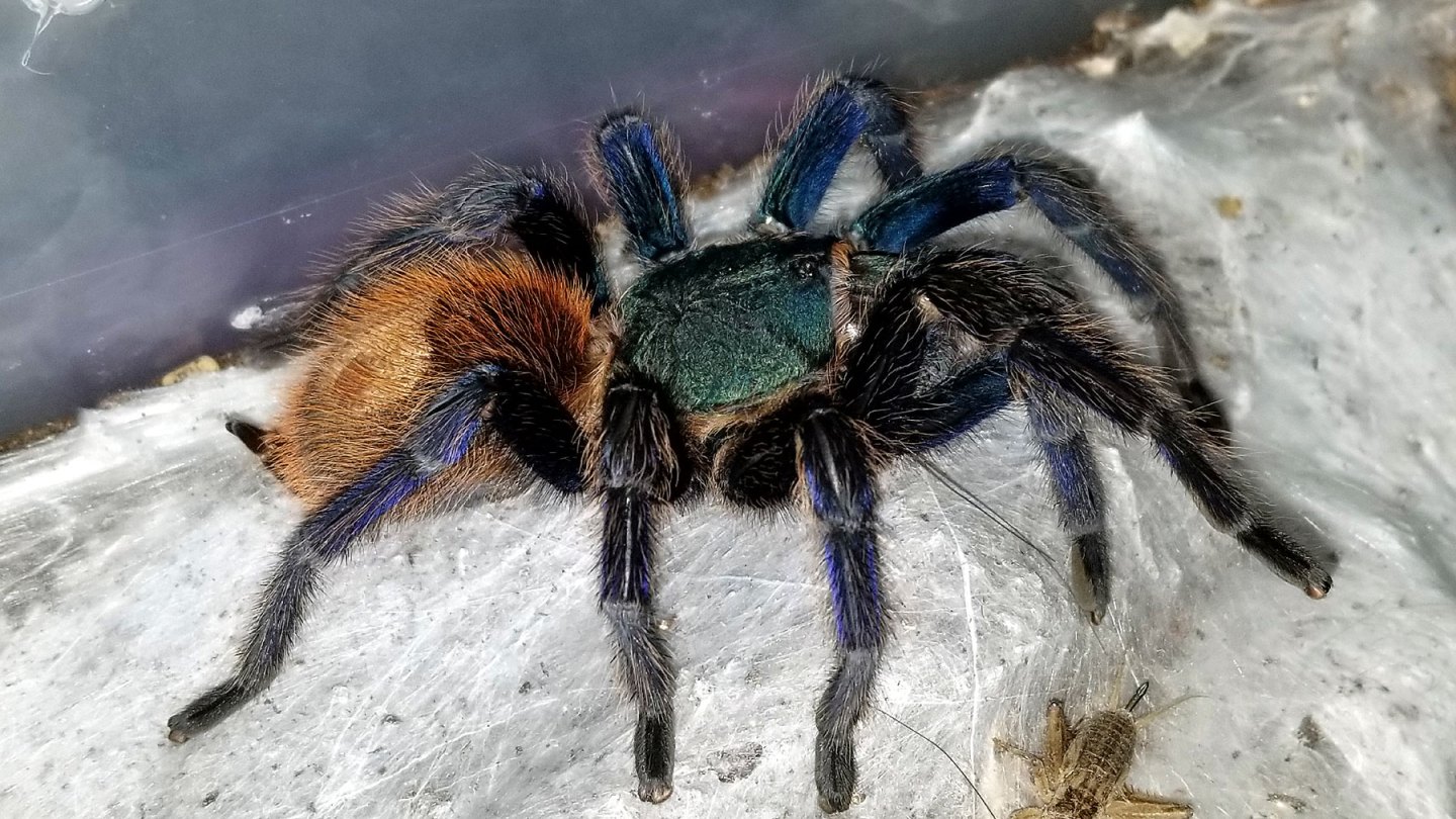 10 Great Tarantula Species to Raise as First ‘Slings | Tom's Big Spiders
