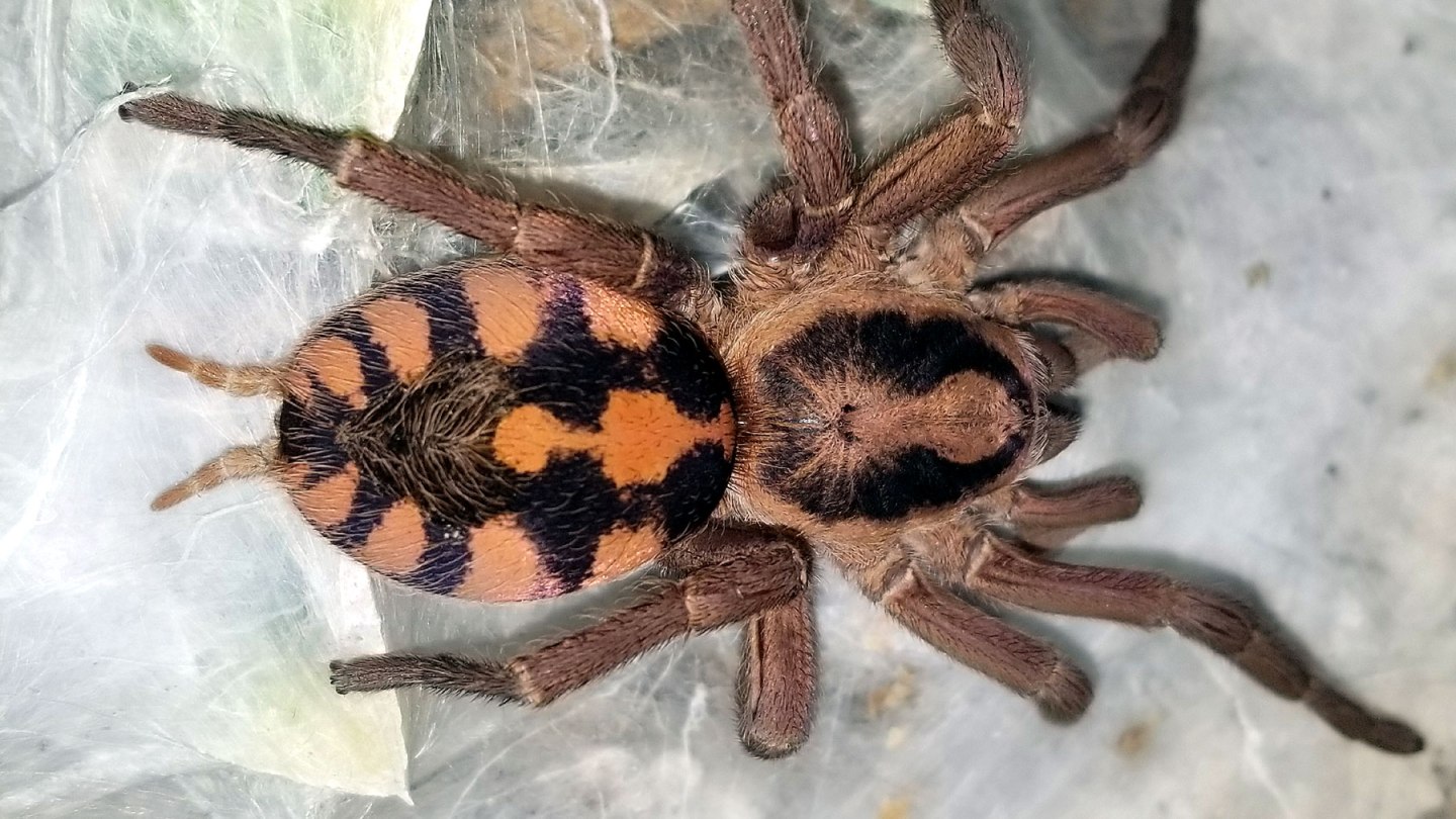 10 Great Tarantula Species to Raise as First ‘Slings | Tom's Big Spiders