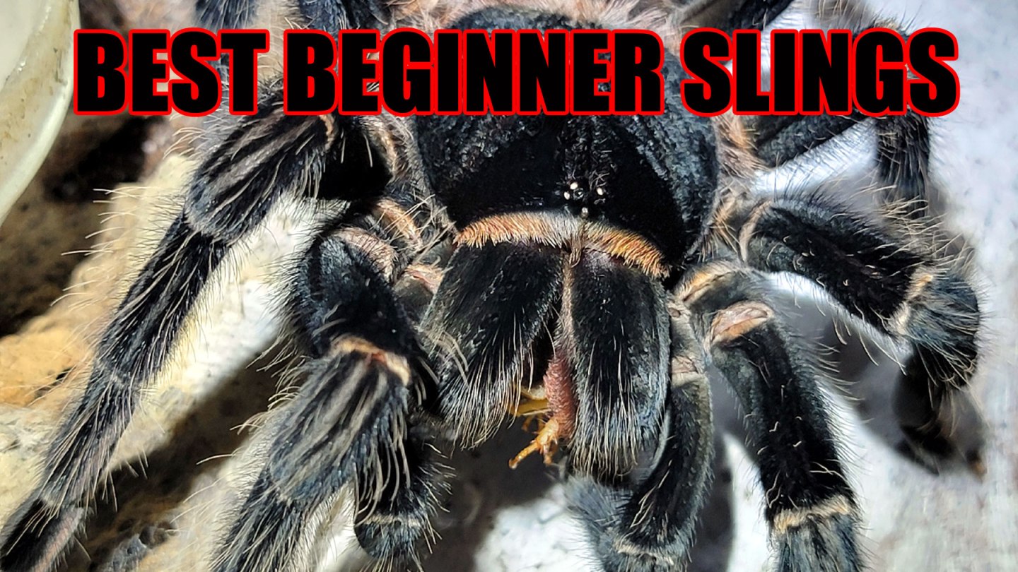 10 Great Tarantula Species to Raise as First ‘Slings | Tom's Big Spiders