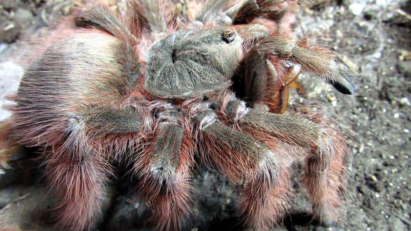 10 Great Tarantula Species to Raise as First ‘Slings | Tom's Big Spiders