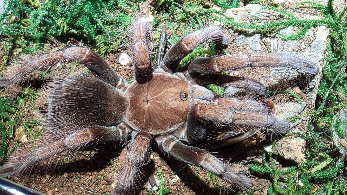 10 Great Tarantula Species to Raise as First ‘Slings | Tom's Big Spiders