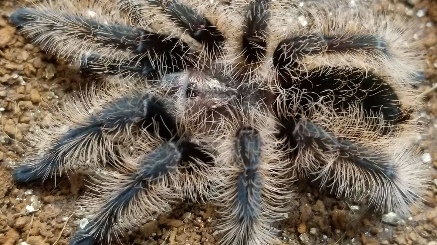 10 Great Tarantula Species to Raise as First ‘Slings | Tom's Big Spiders