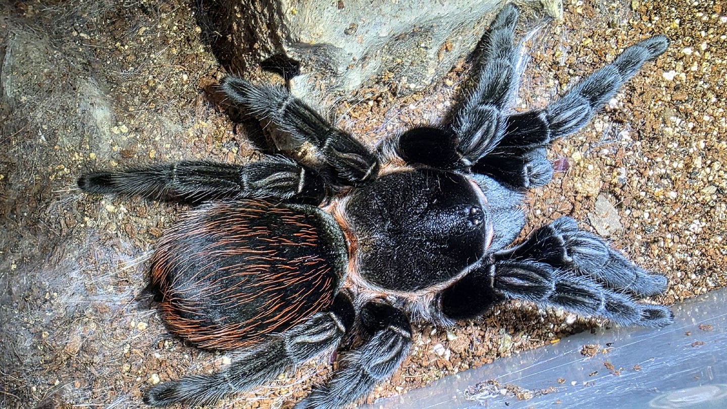 10 Great Tarantula Species to Raise as First ‘Slings | Tom's Big Spiders